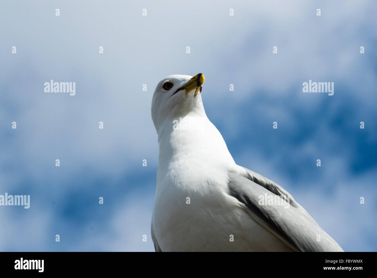 Seagull head turned right hi-res stock photography and images - Alamy