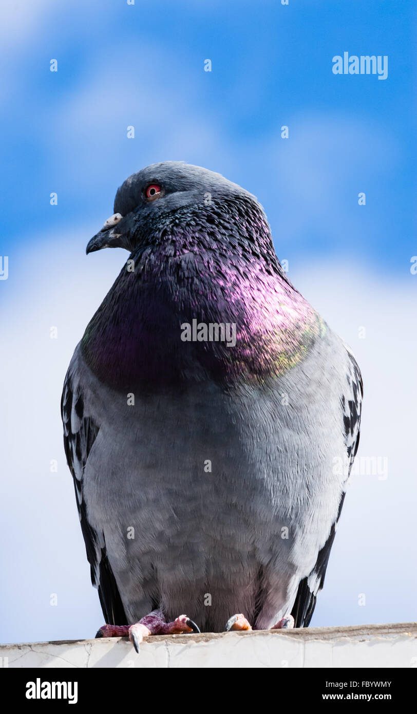 Purple pigeon hi-res stock photography and images - Alamy