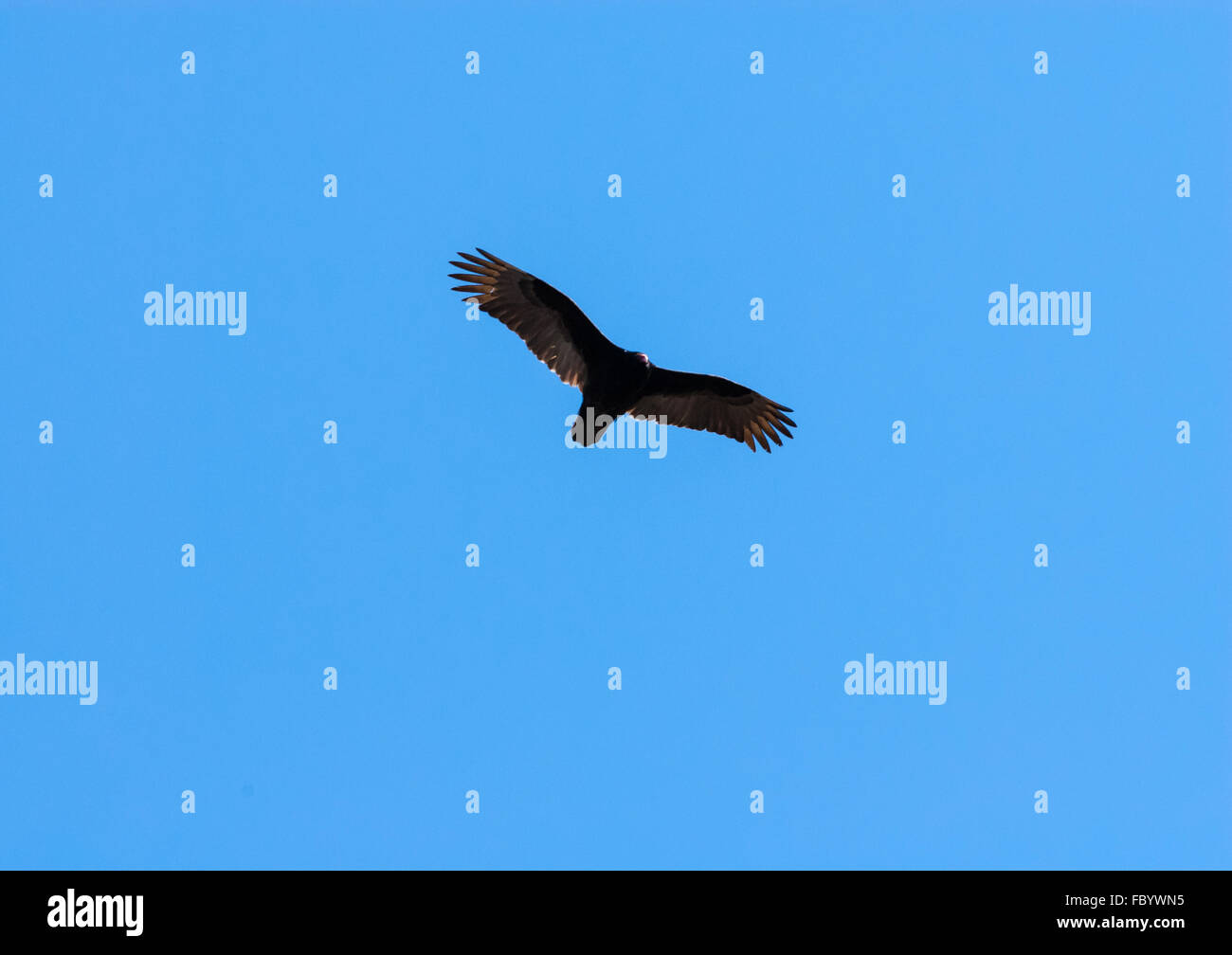 One turkey vulture soaring in flight with wings stretched out and ...