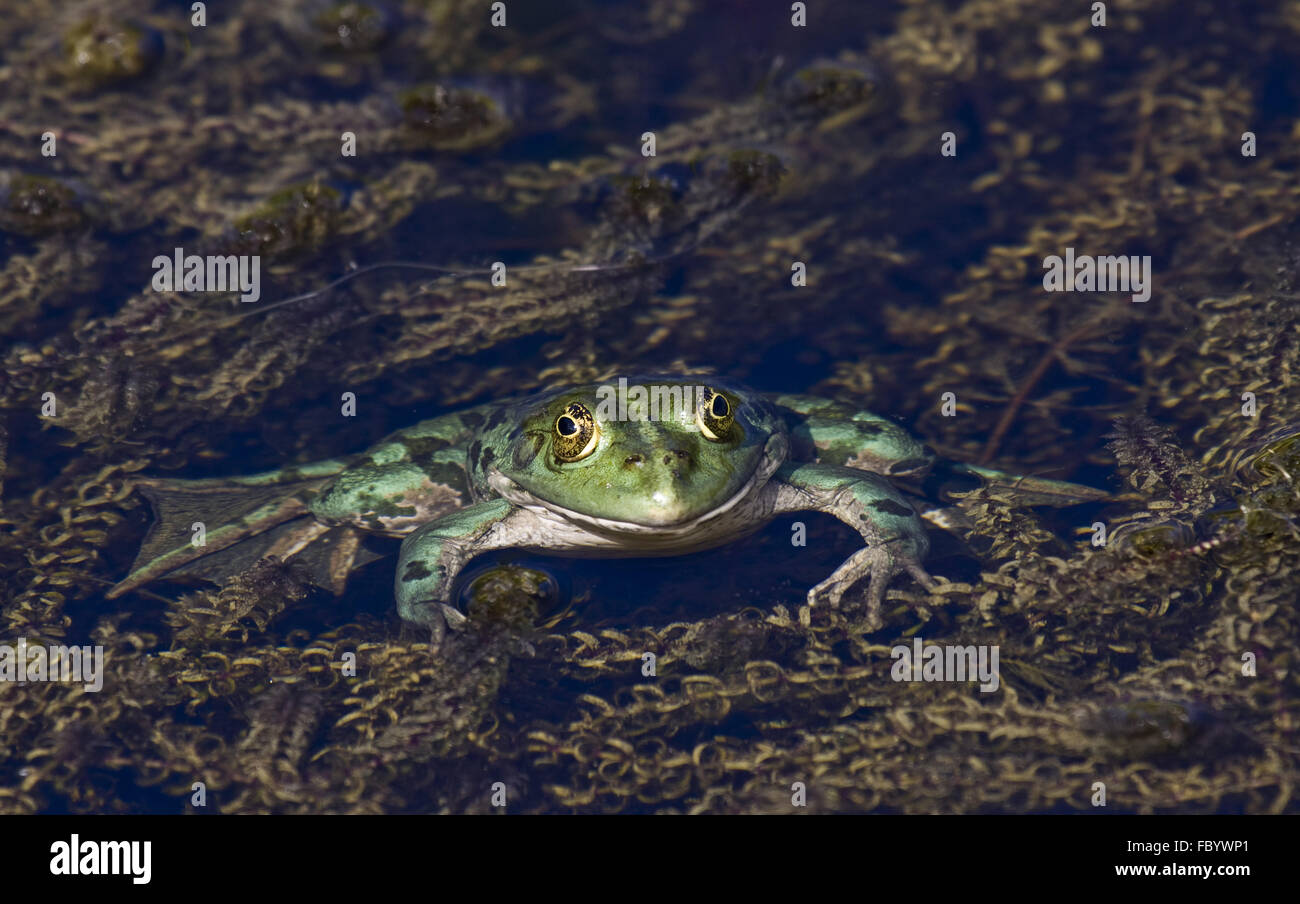 Marsh frog Rana ridibunda Stock Photo - Alamy