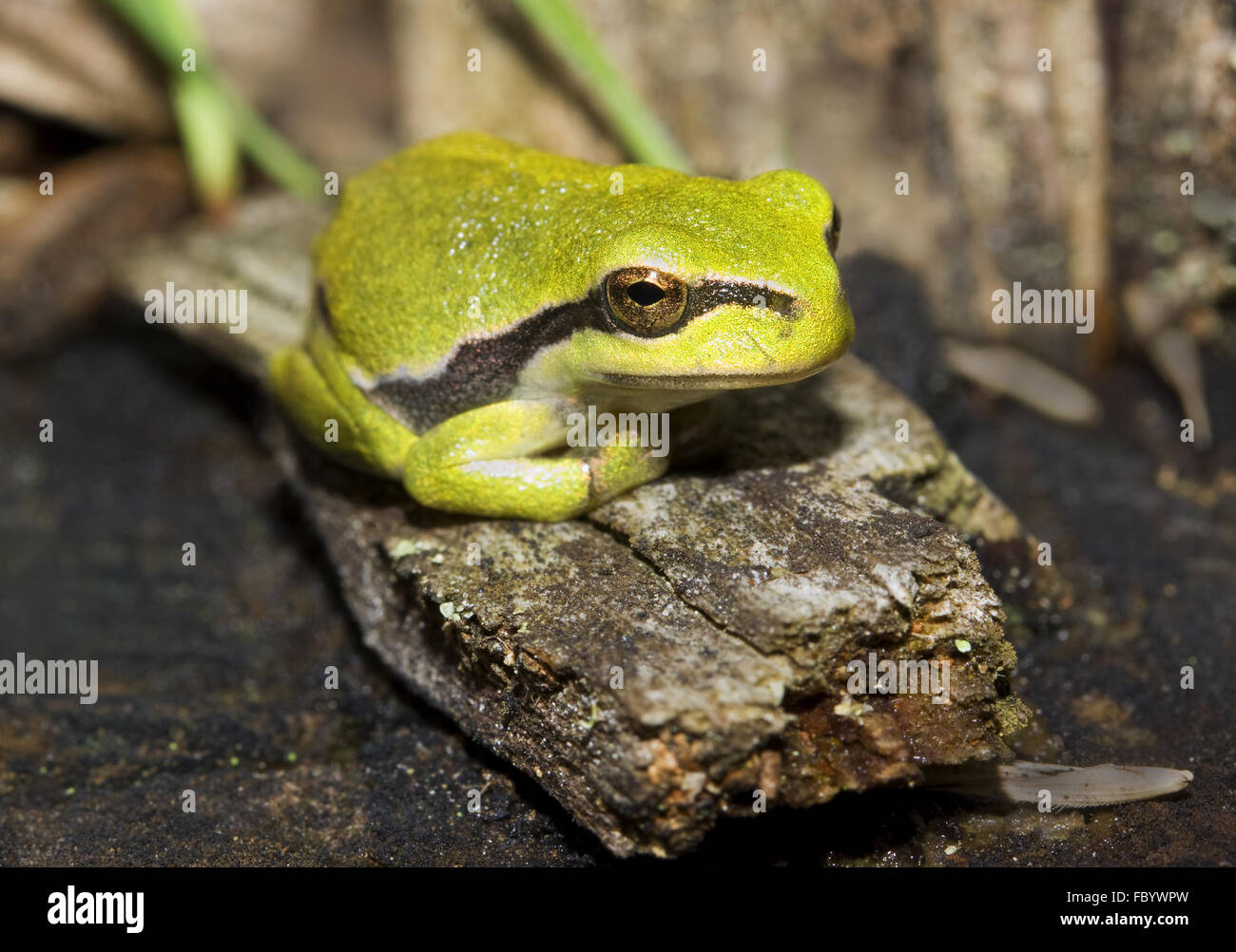 European tree frog, Hyla arborea Stock Photo - Alamy