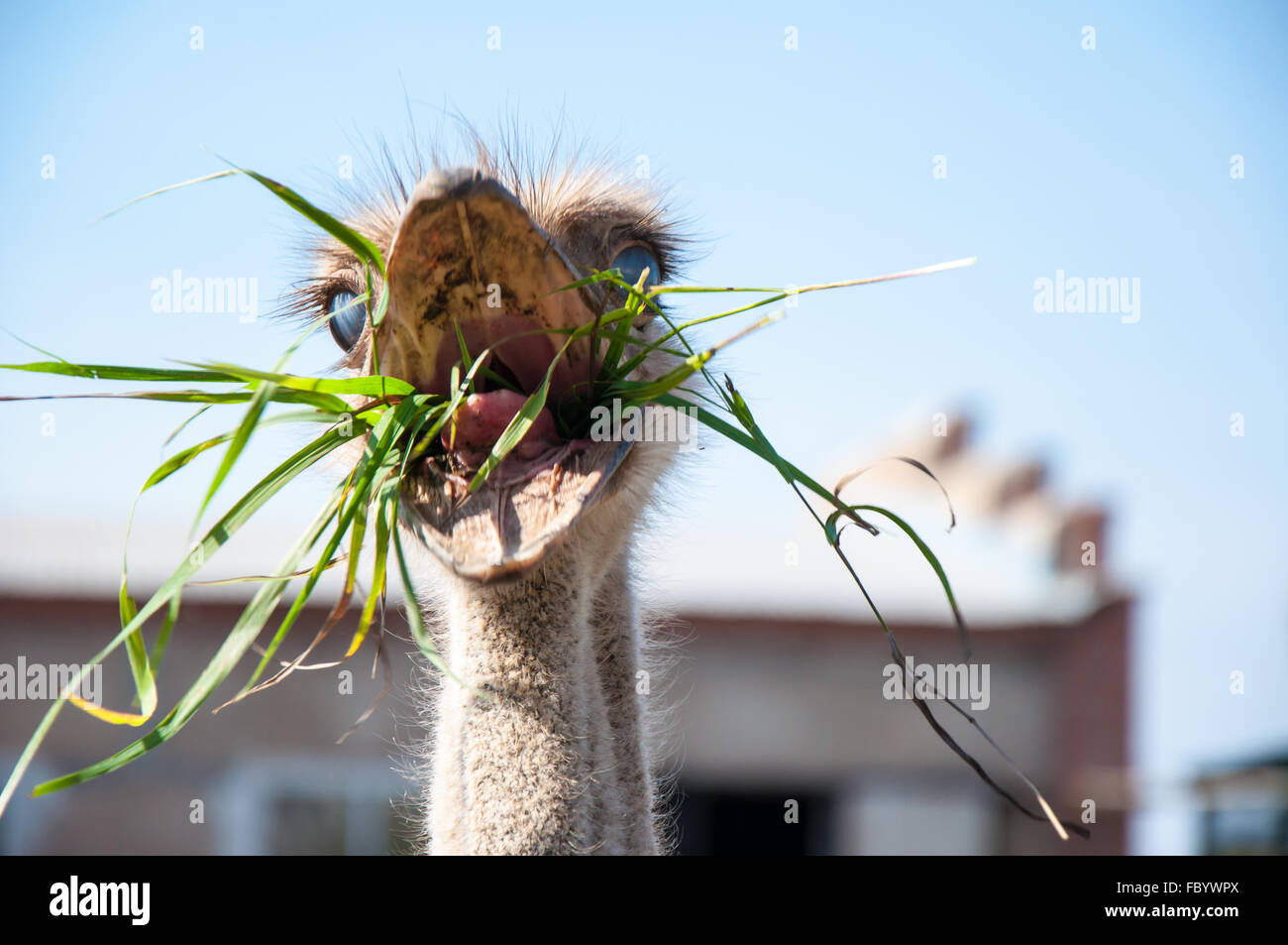 African ostrich eye hi-res stock photography and images - Alamy
