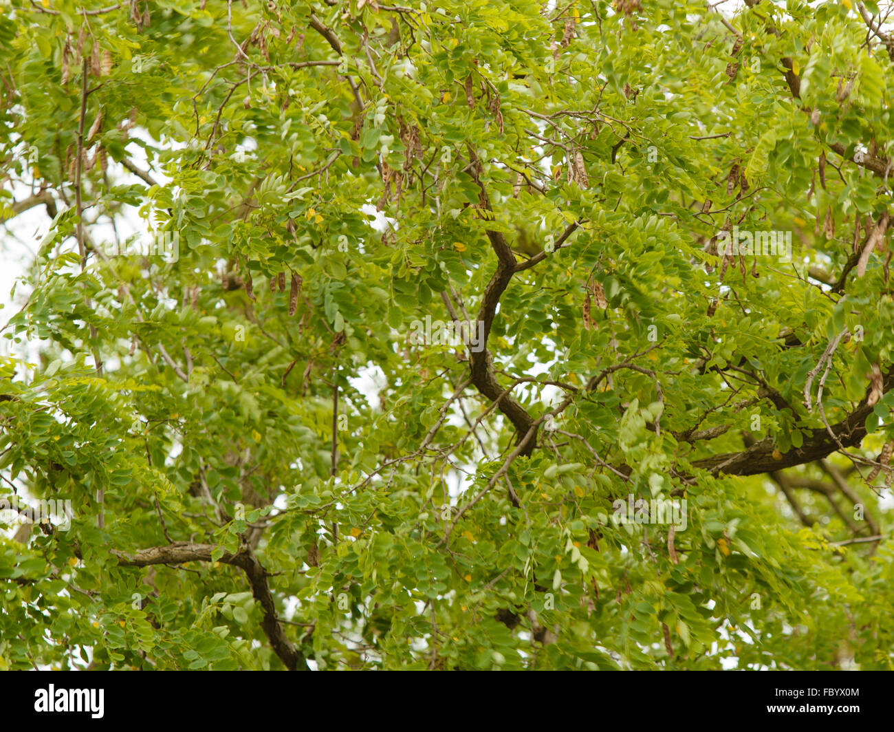 Acacia tree leaves hi-res stock photography and images - Alamy