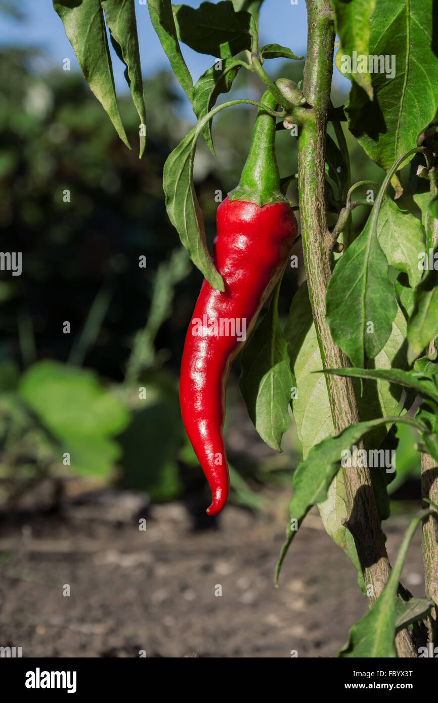 Red hot peppers Stock Photo - Alamy