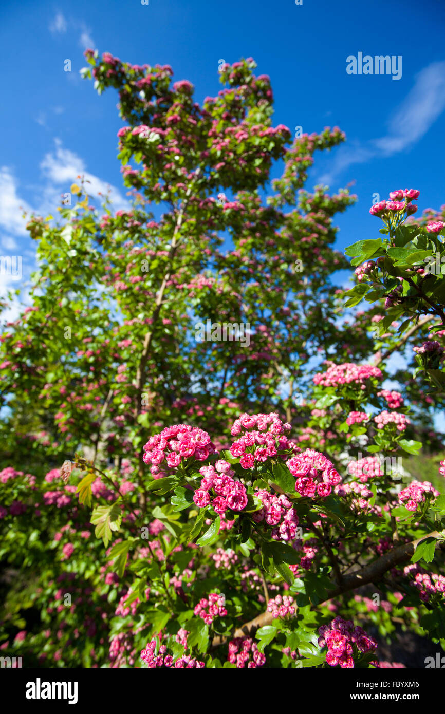 Double pink flowering hawthorn tree hi-res stock photography and images ...