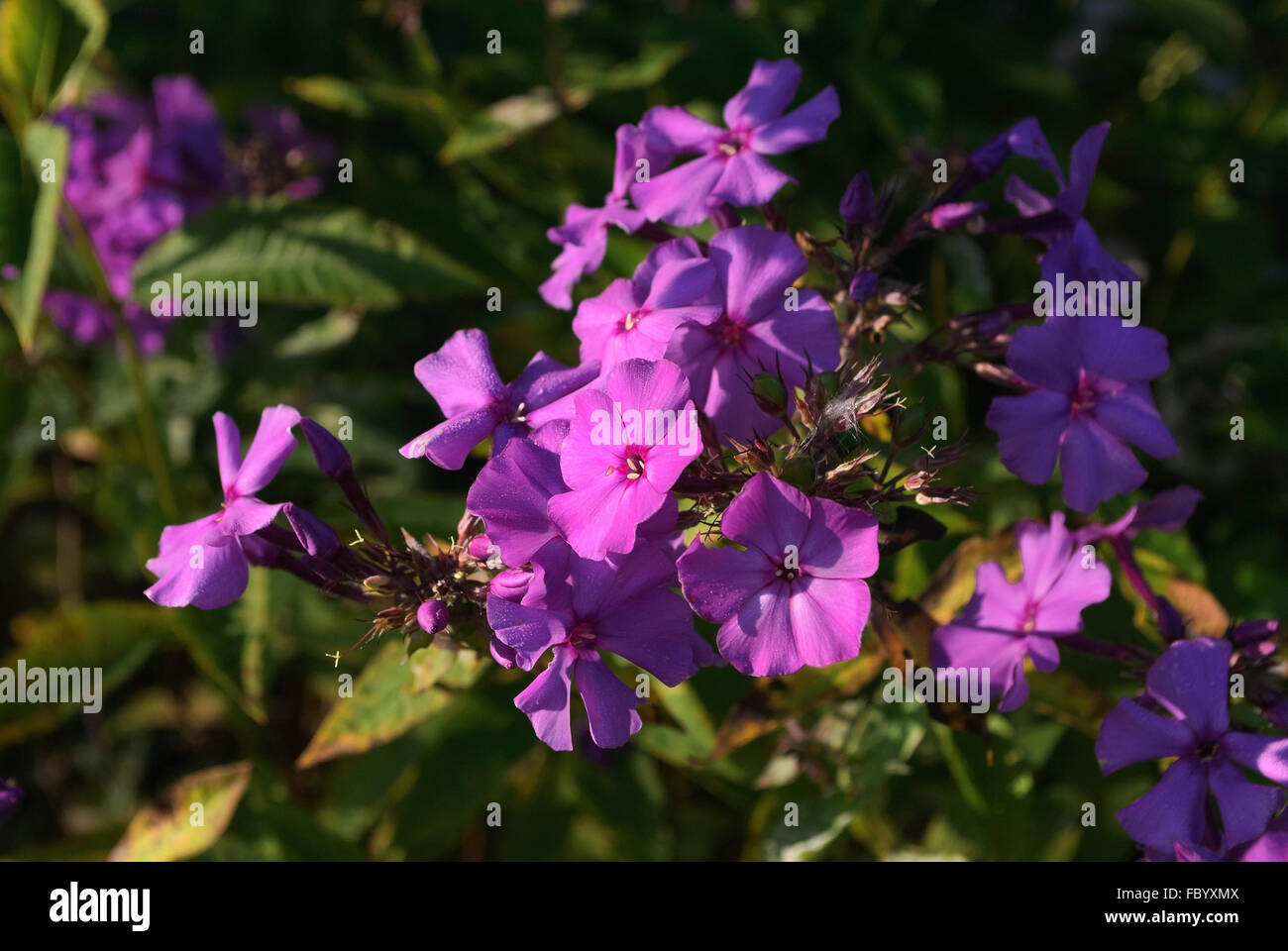 Park outdoor flower phlox hi-res stock photography and images - Alamy