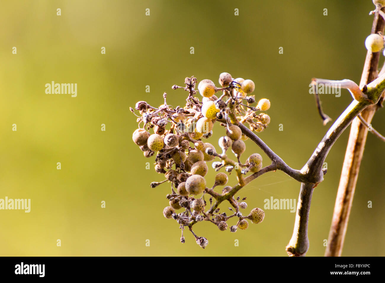 Dry branches of grapes hi-res stock photography and images - Alamy