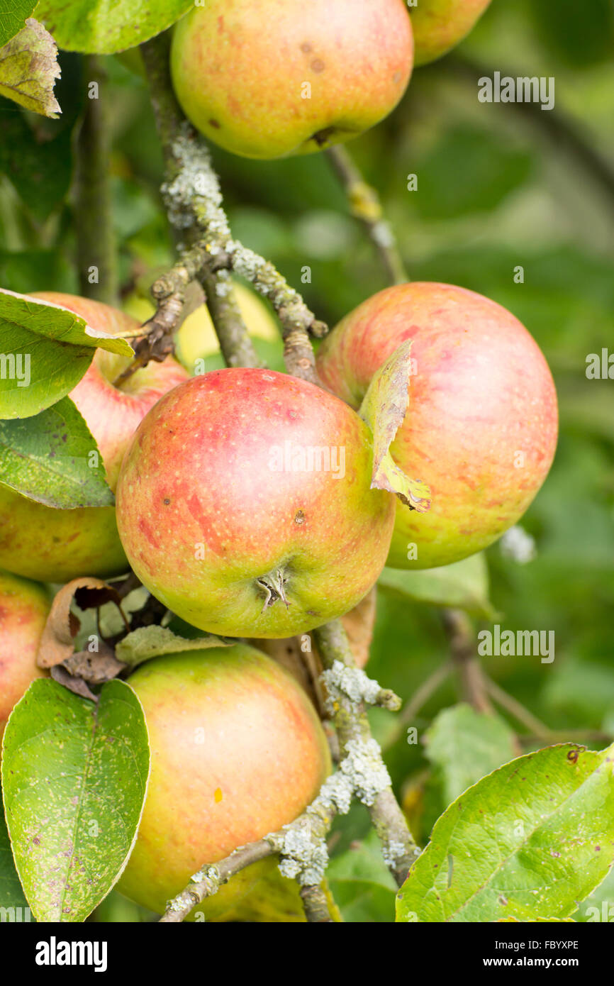 Close-up of apples Stock Photo - Alamy