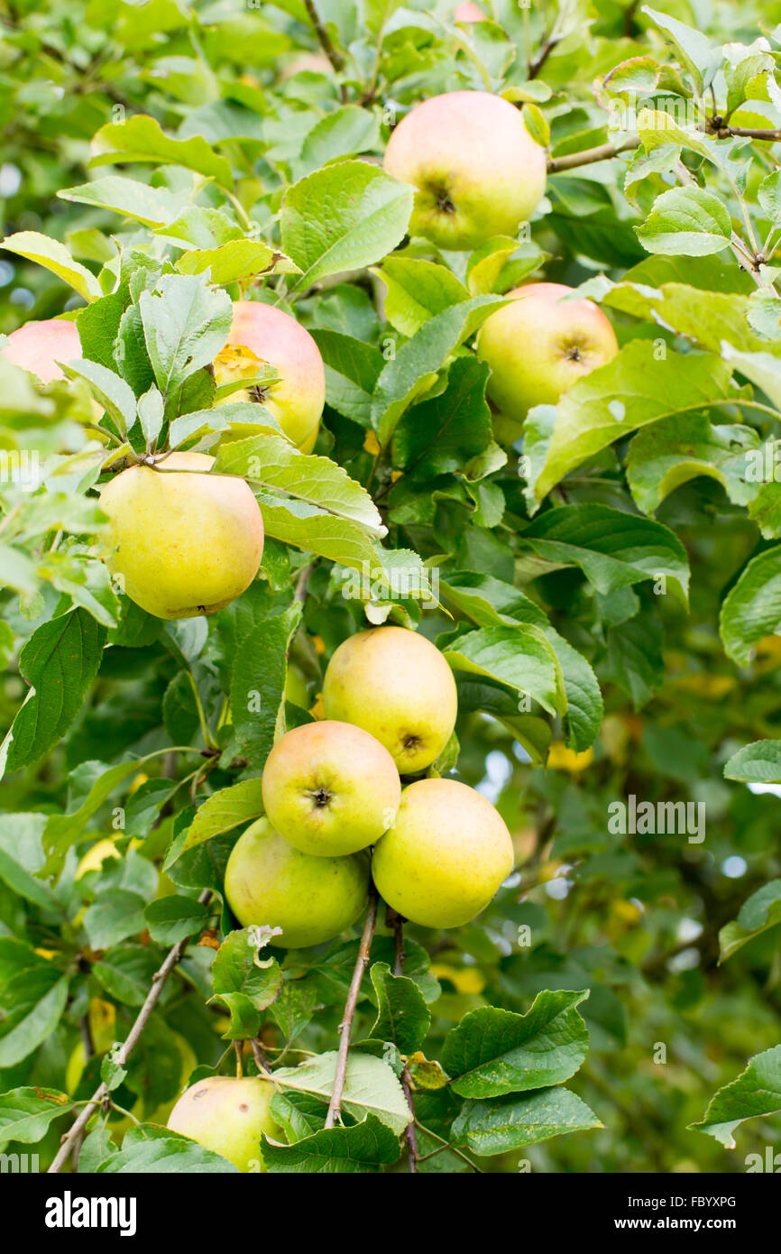 Ripe apples leaves branches hi-res stock photography and images - Alamy
