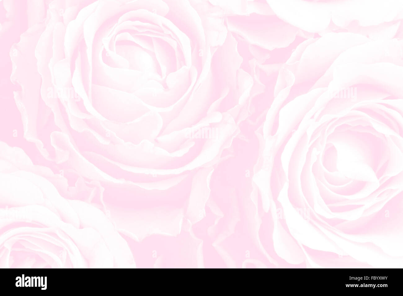 Background of roses Stock Photo - Alamy