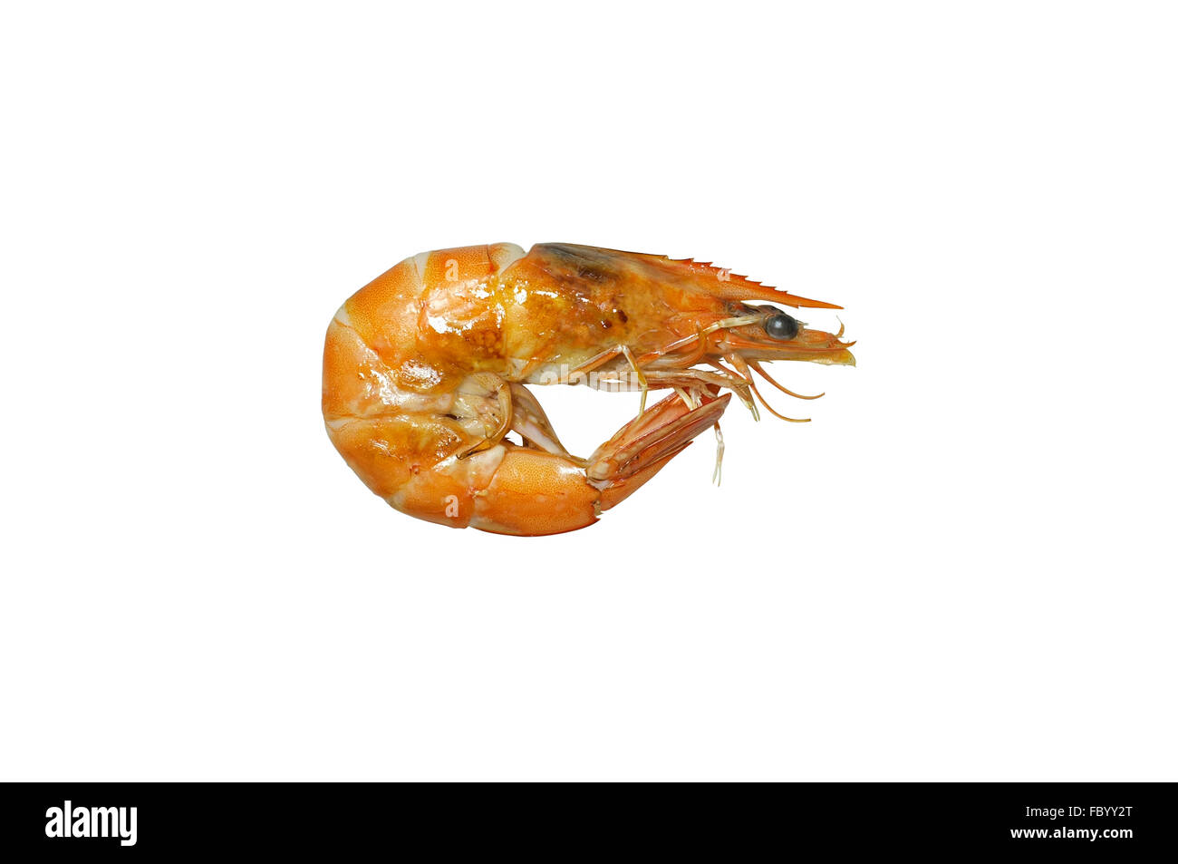 Cooked, grilled shrimp or prawn Stock Photo - Alamy