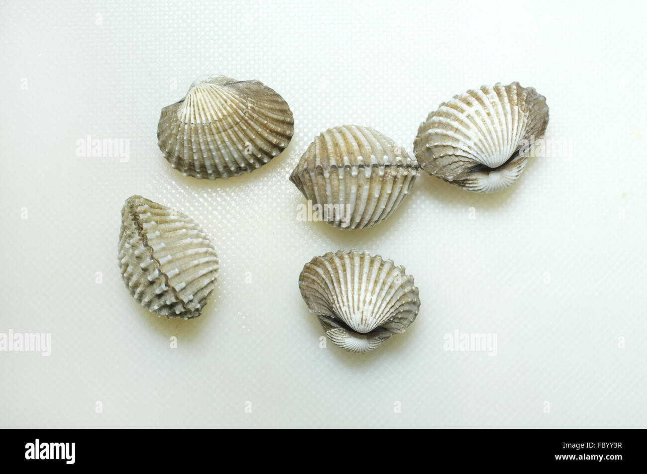 Cockle mollusc sea shell hi-res stock photography and images - Alamy