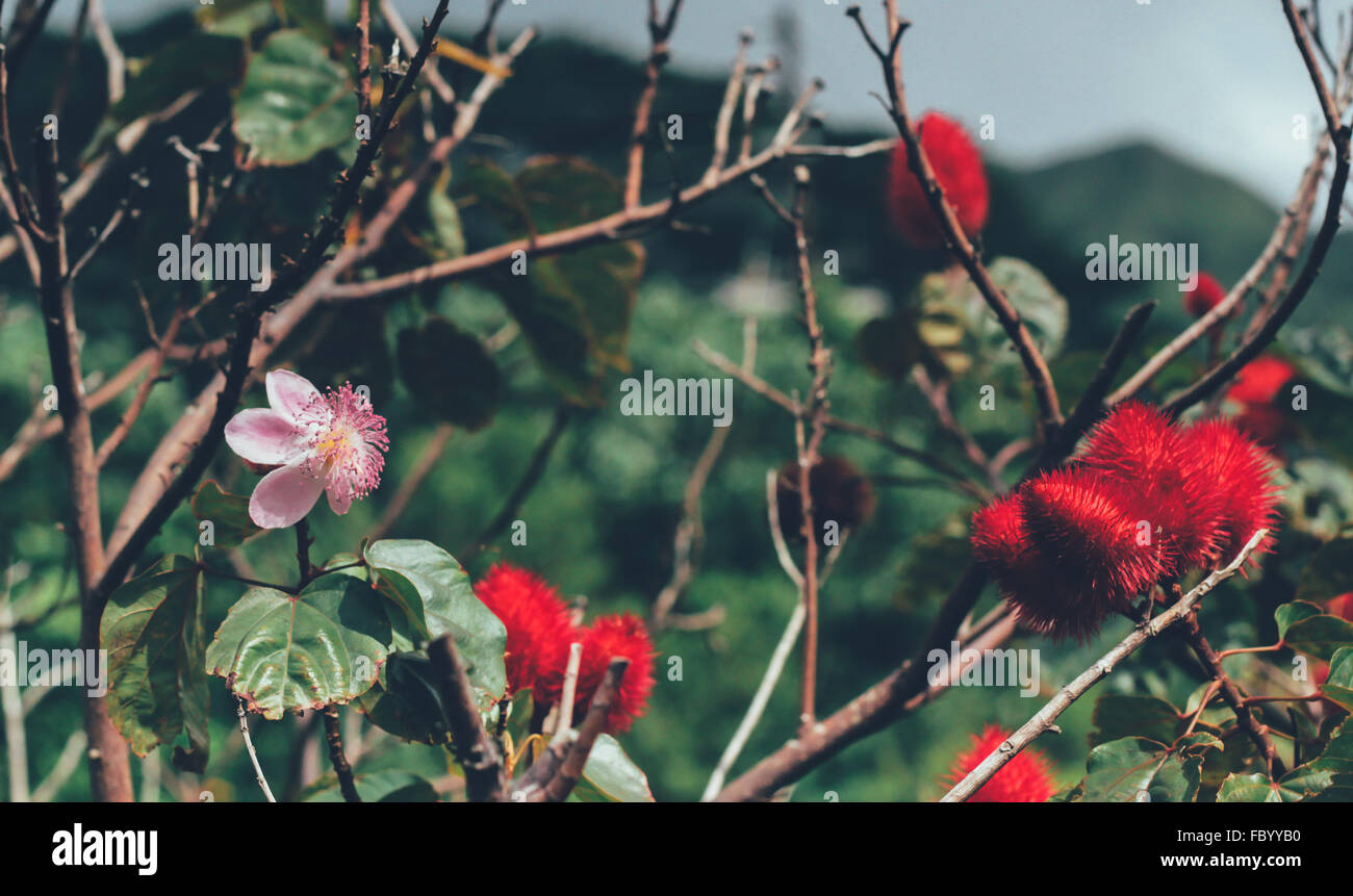 Lipstick Tree, Bixa orellana, next to pink blossom Stock Photo - Alamy