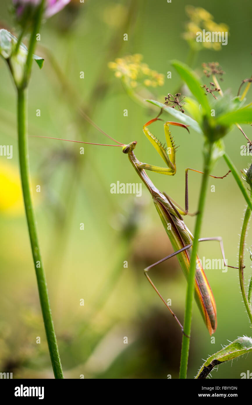 Insekten icons hi-res stock photography and images - Alamy