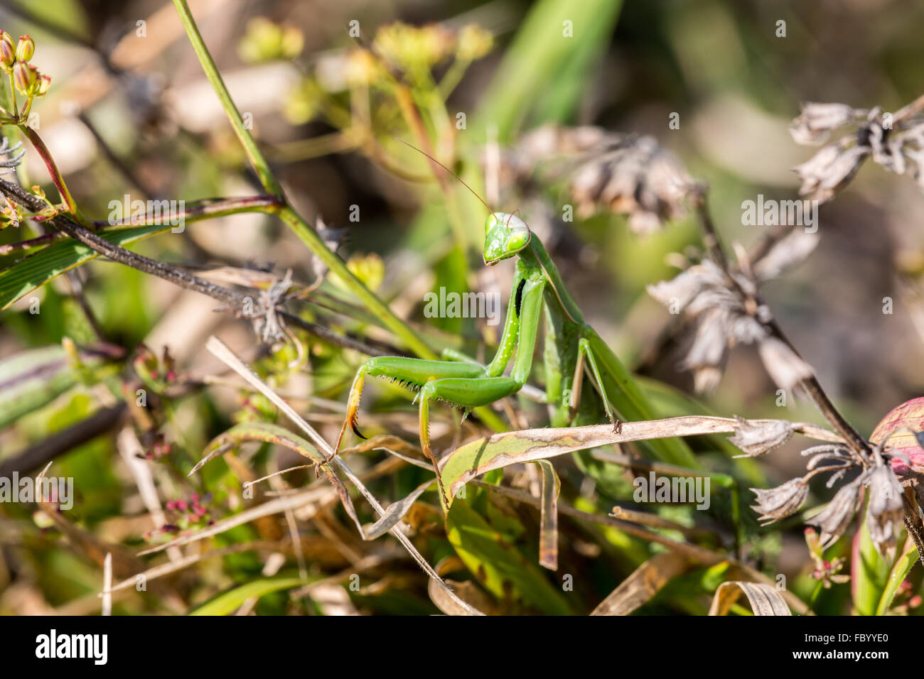 Mantis icon hi-res stock photography and images - Alamy
