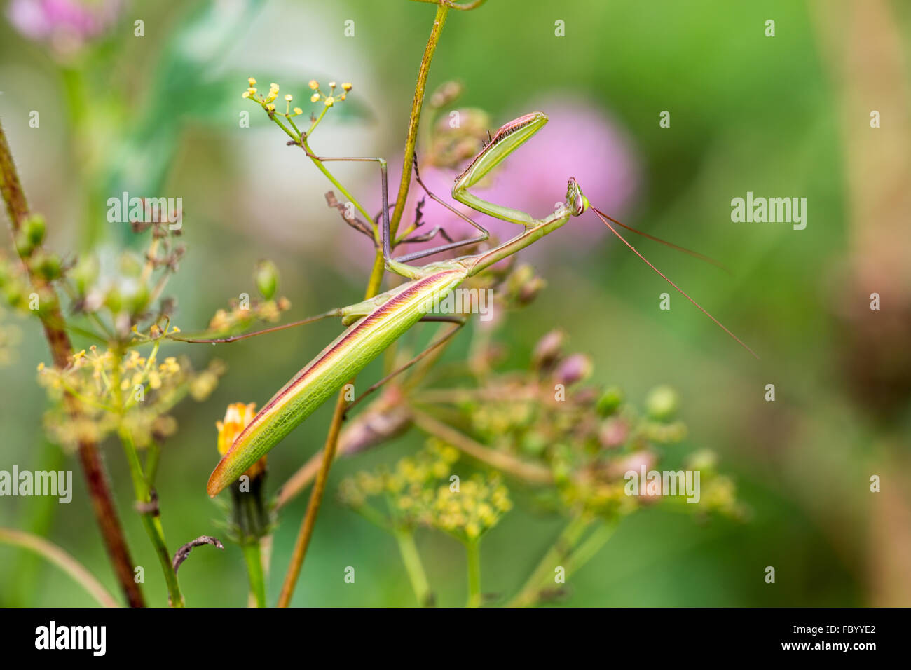 Mantis icon hi-res stock photography and images - Alamy