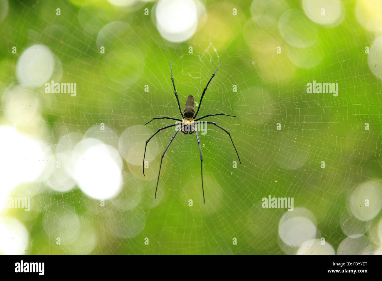 Australian spider from Daintree river area Stock Photo - Alamy