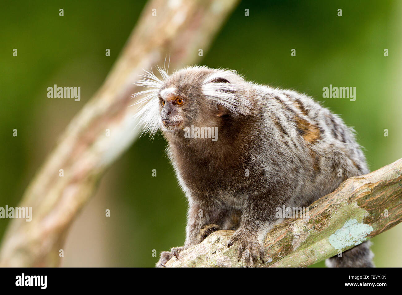 Common marmoset hi-res stock photography and images - Alamy