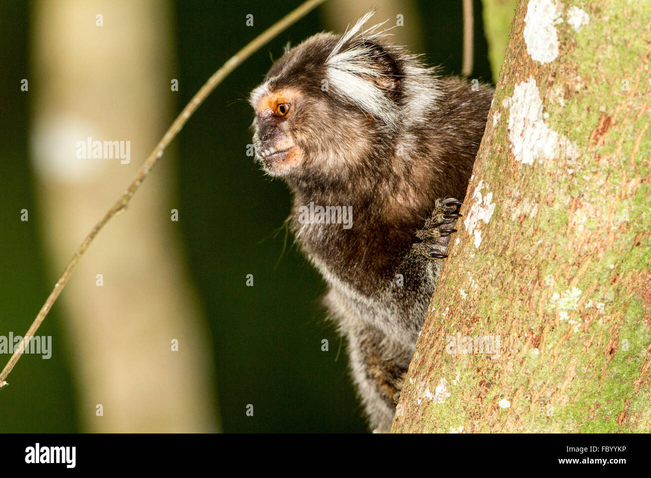 Common marmoset hi-res stock photography and images - Alamy