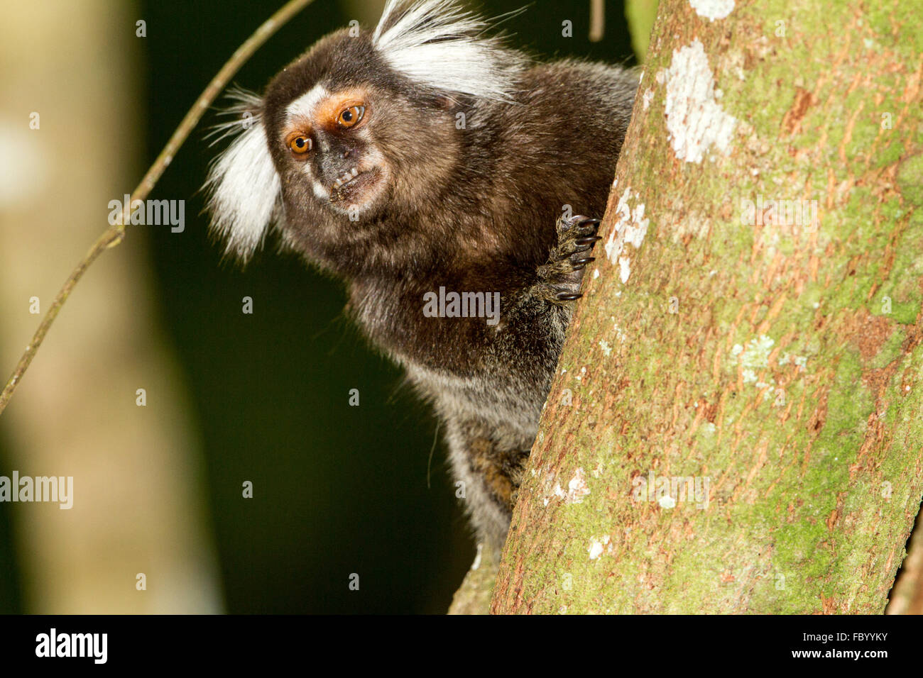 S marmoset hi-res stock photography and images - Alamy
