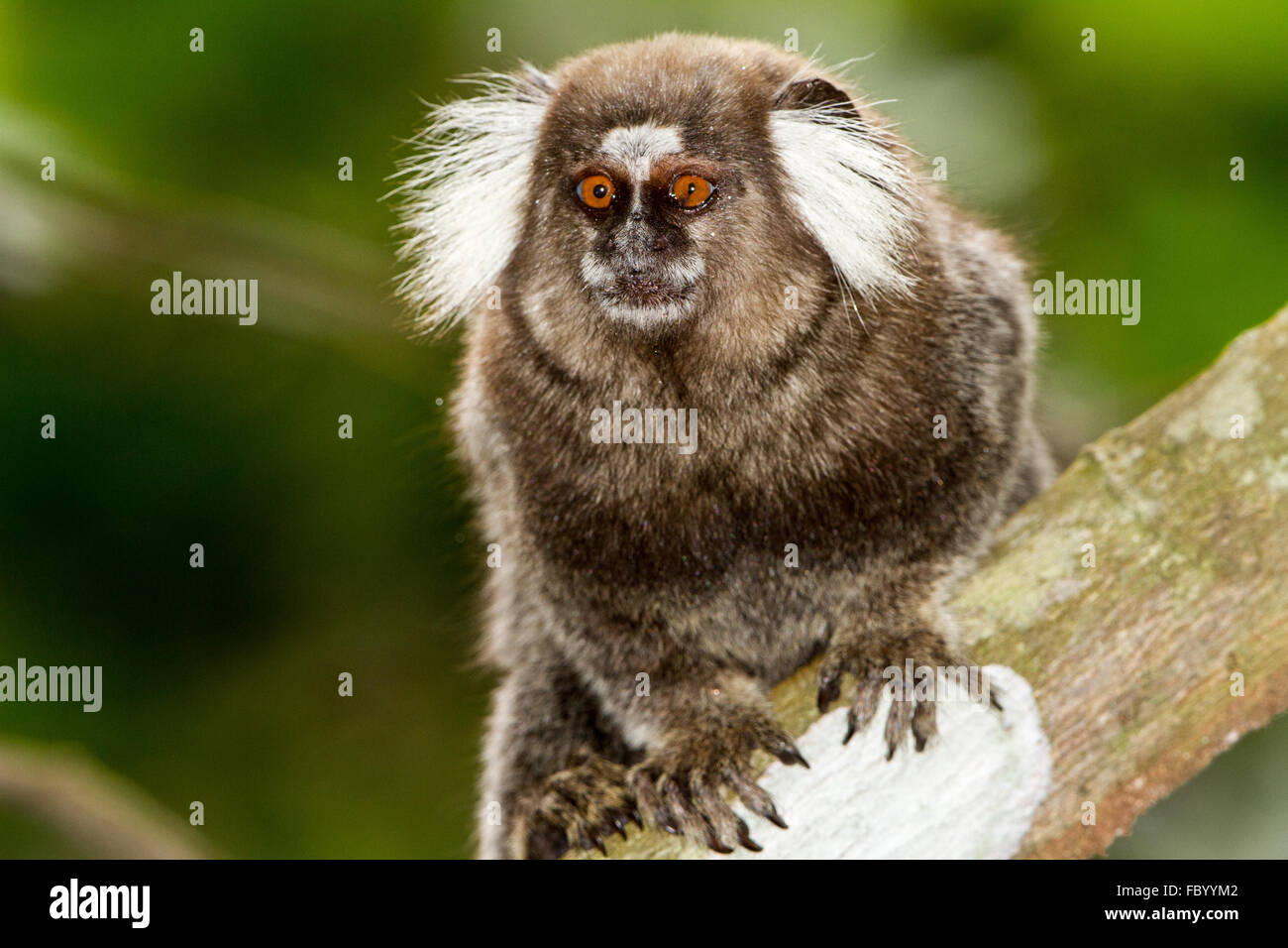 Common marmoset hi-res stock photography and images - Alamy
