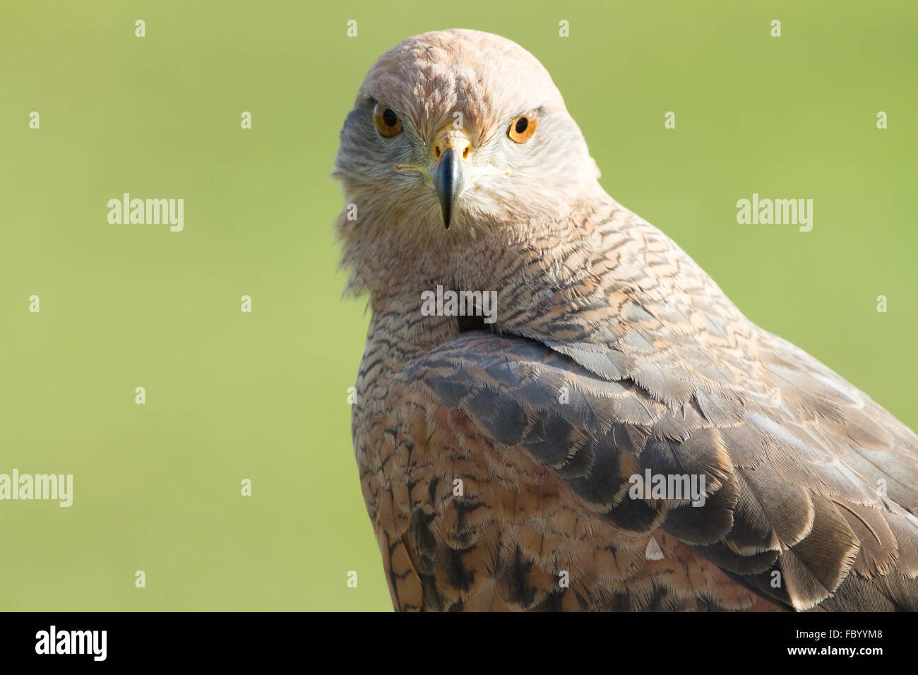 Savanna hawk hi-res stock photography and images - Alamy