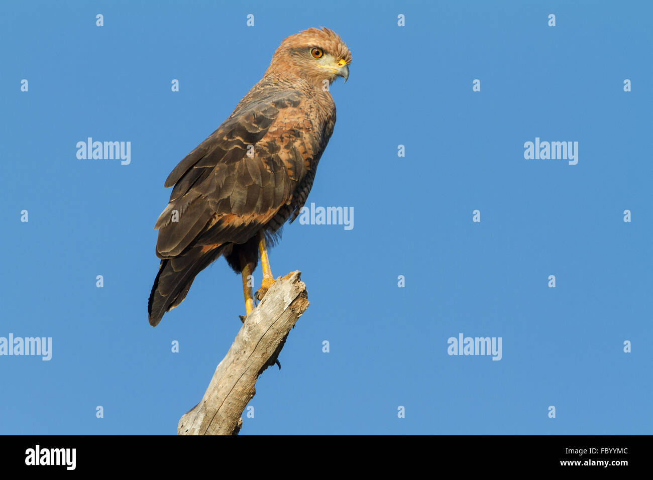 Savanna hawk hi-res stock photography and images - Alamy