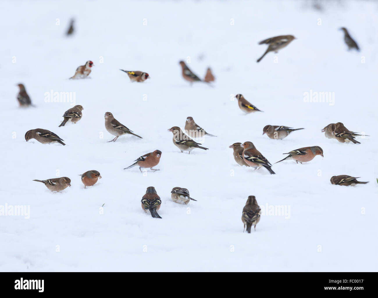 Finches uk hi-res stock photography and images - Alamy