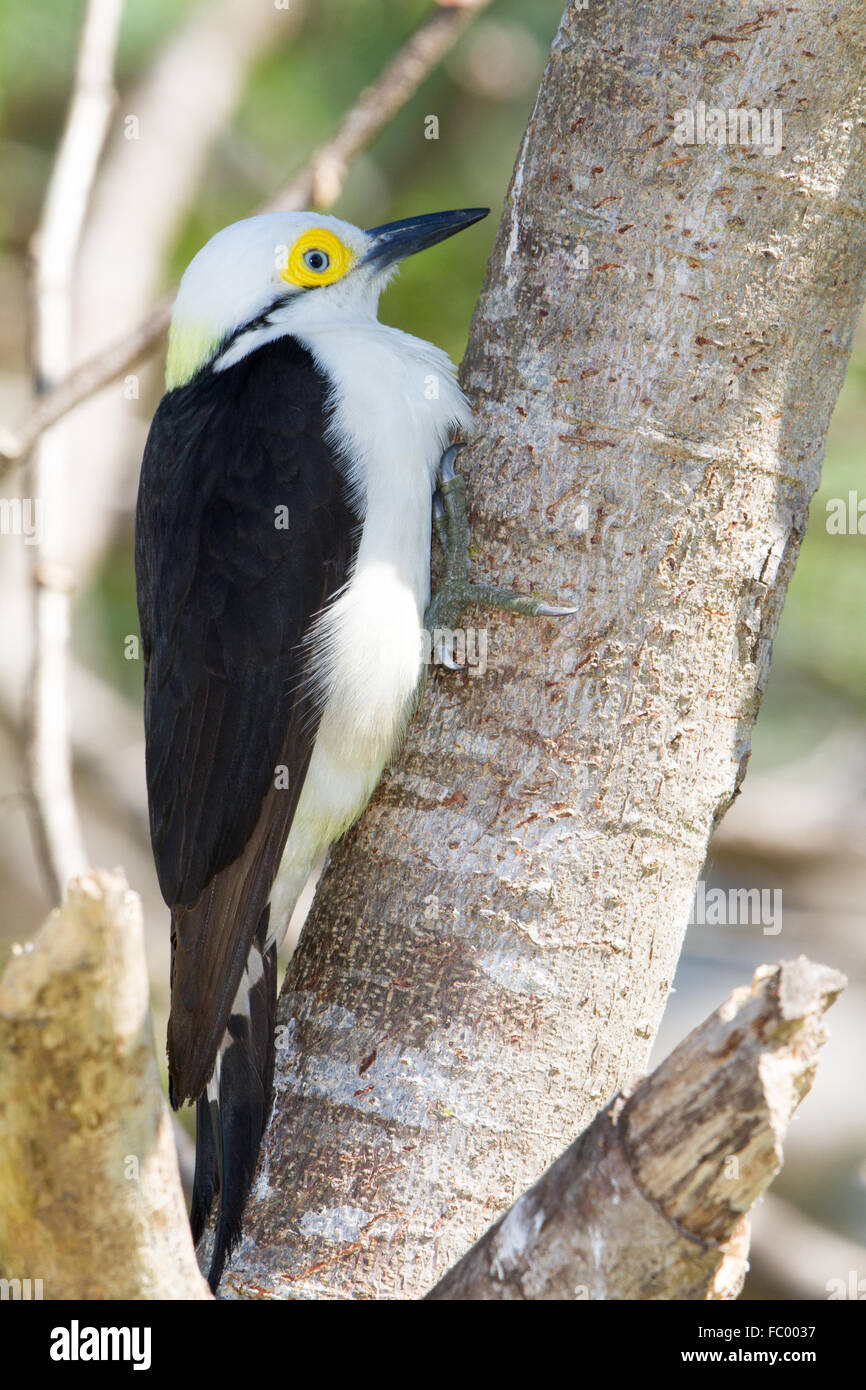 White woodpecker hi-res stock photography and images - Alamy