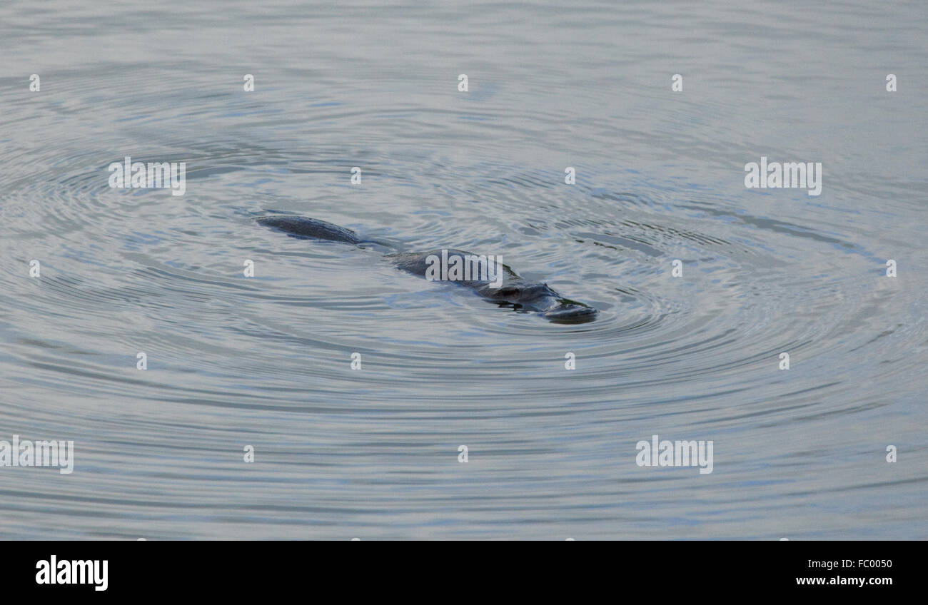 Platypus from Australia. tasmania Stock Photo - Alamy
