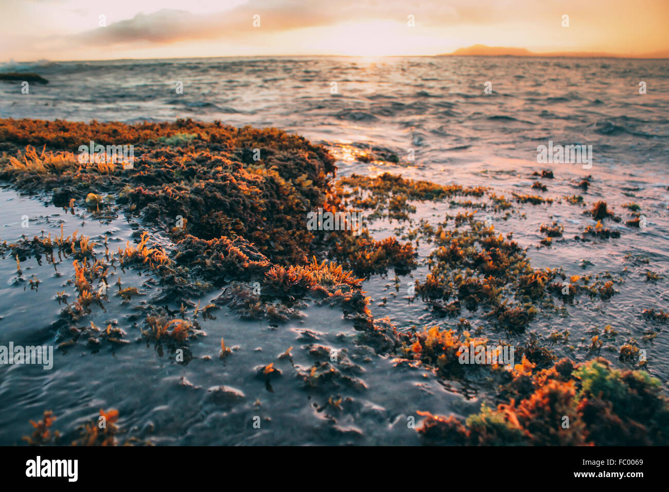 Portlock reef hi-res stock photography and images - Alamy
