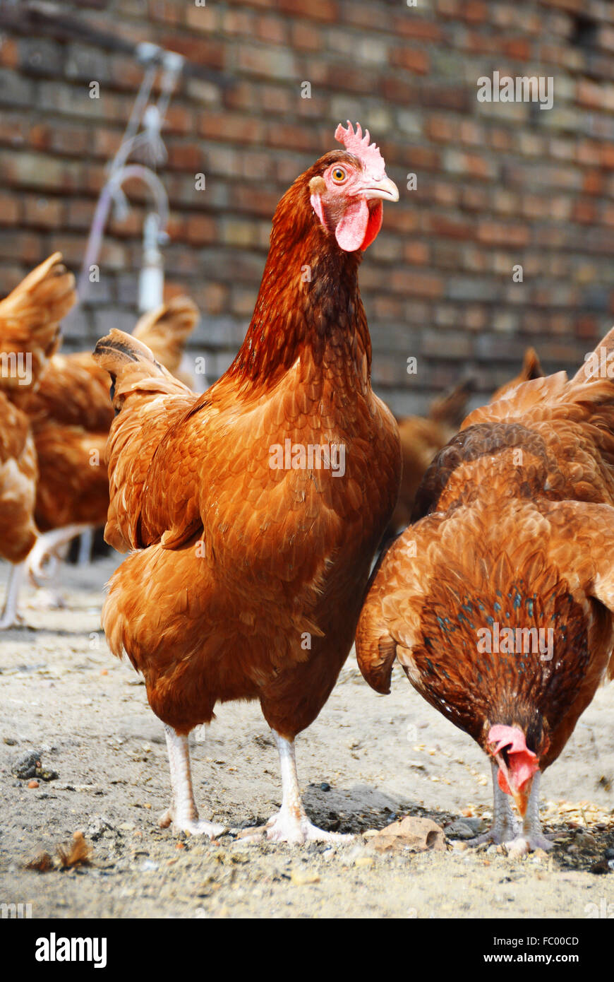 Chickens on traditional free range poultry farm Stock Photo - Alamy