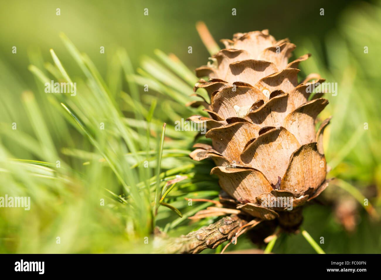Larch cone hi-res stock photography and images - Alamy