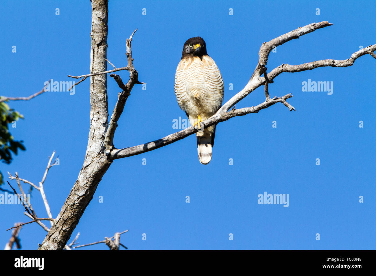 Roadside hawk hi-res stock photography and images - Alamy