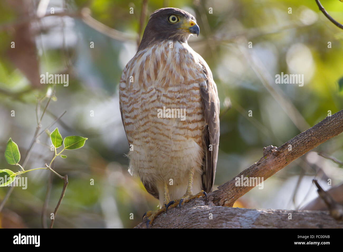 Roadside birding hi-res stock photography and images - Alamy