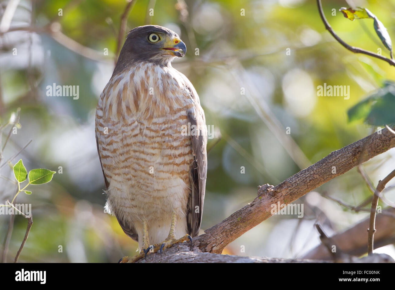 Roadside hawk hi-res stock photography and images - Alamy