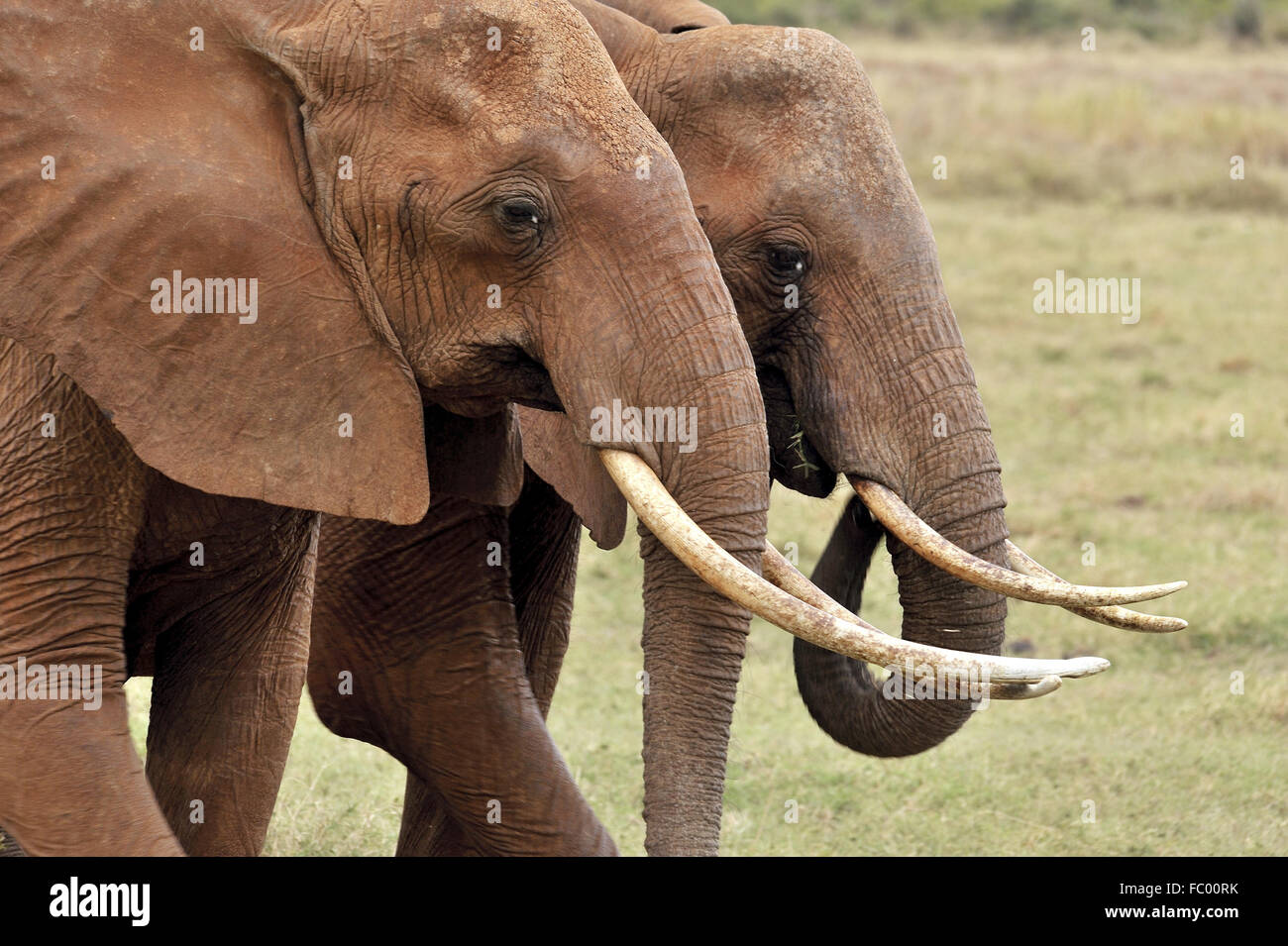Two elephants walking hi-res stock photography and images - Alamy