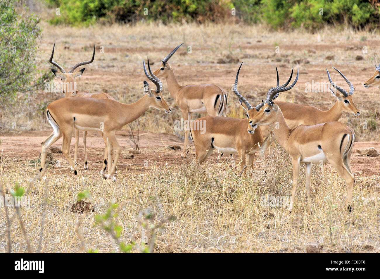 Group of Impala Antelopes Stock Photo - Alamy