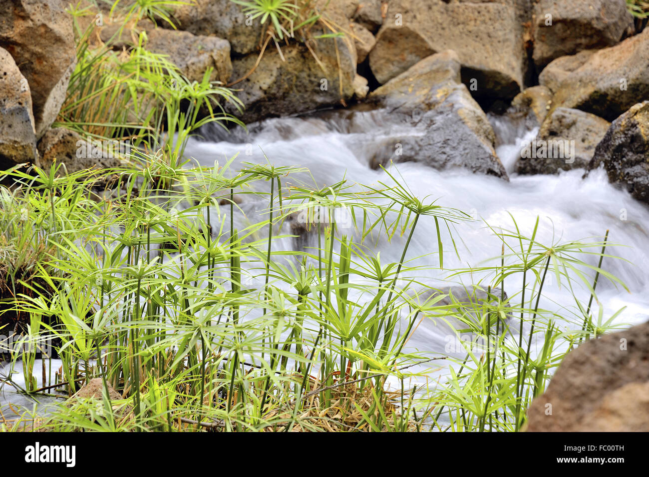 Mzima Springs in National Parc Tsavo West Stock Photo - Alamy