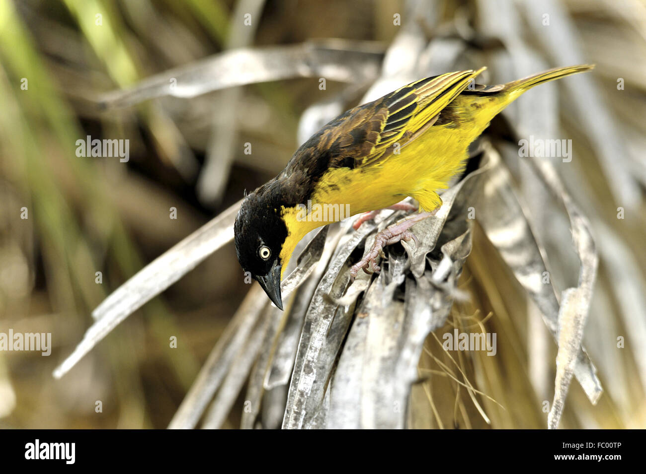 Clark's Weaver Bird at Lake Nakuru Stock Photo - Alamy