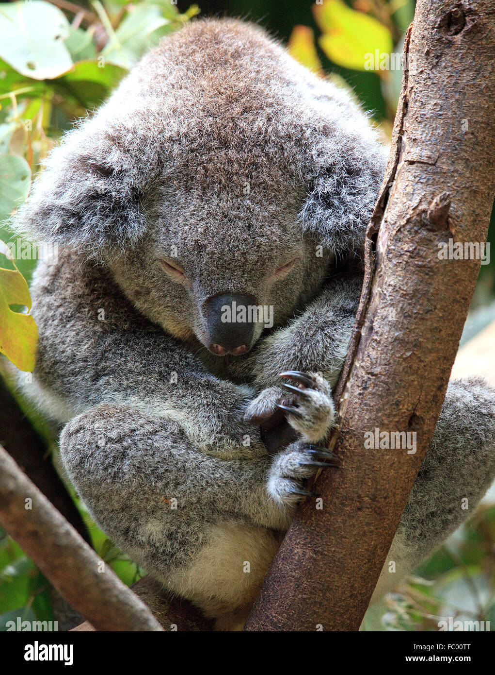 Kangaroo island australia koala hi-res stock photography and images - Alamy