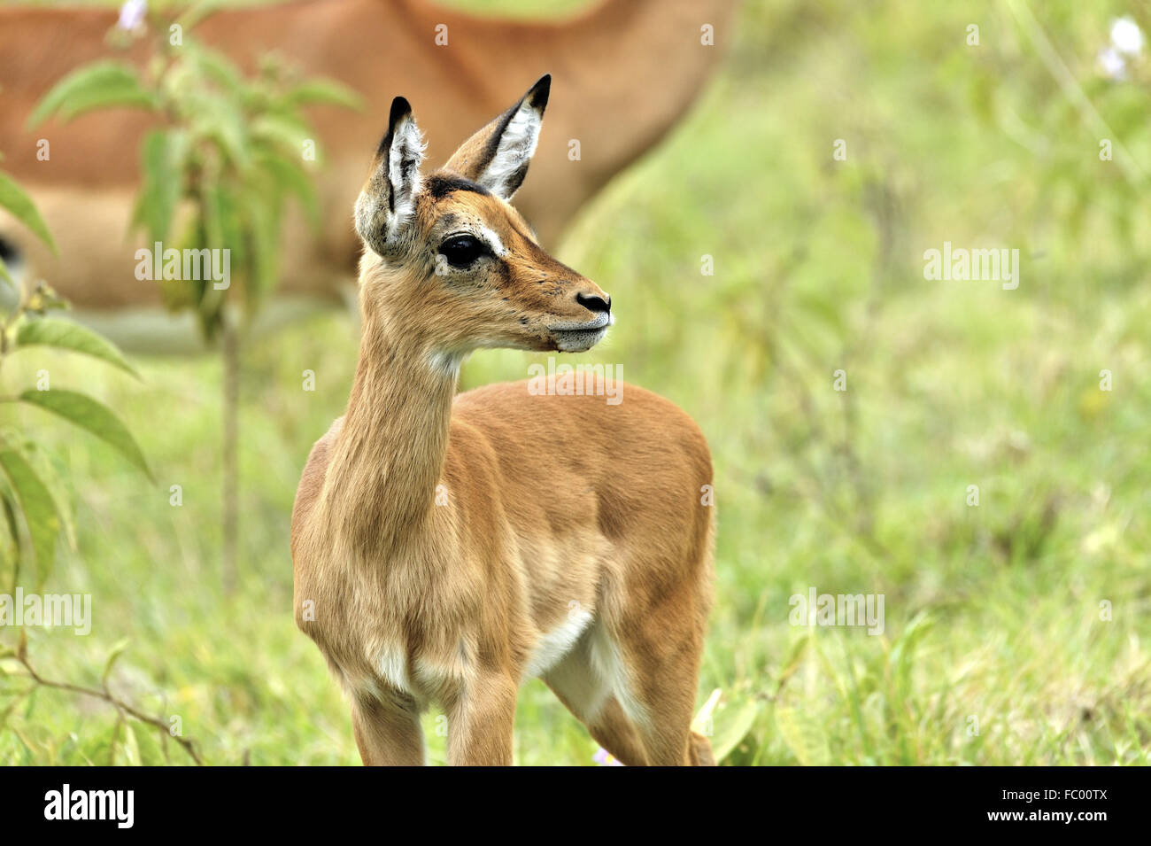 Fawn of an Impala Antelope Stock Photo - Alamy