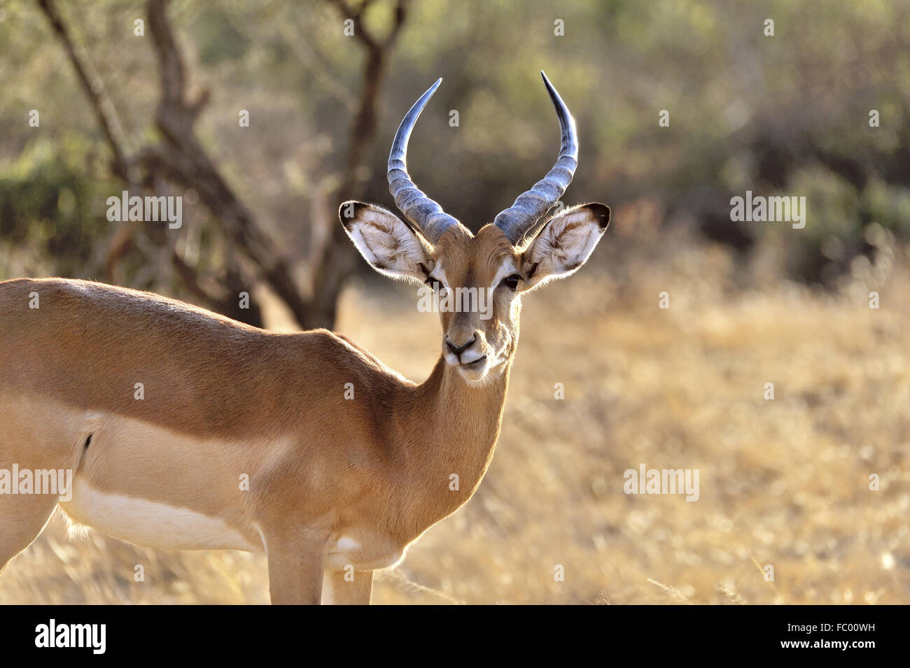 Impala Antelope in Kenya Stock Photo - Alamy