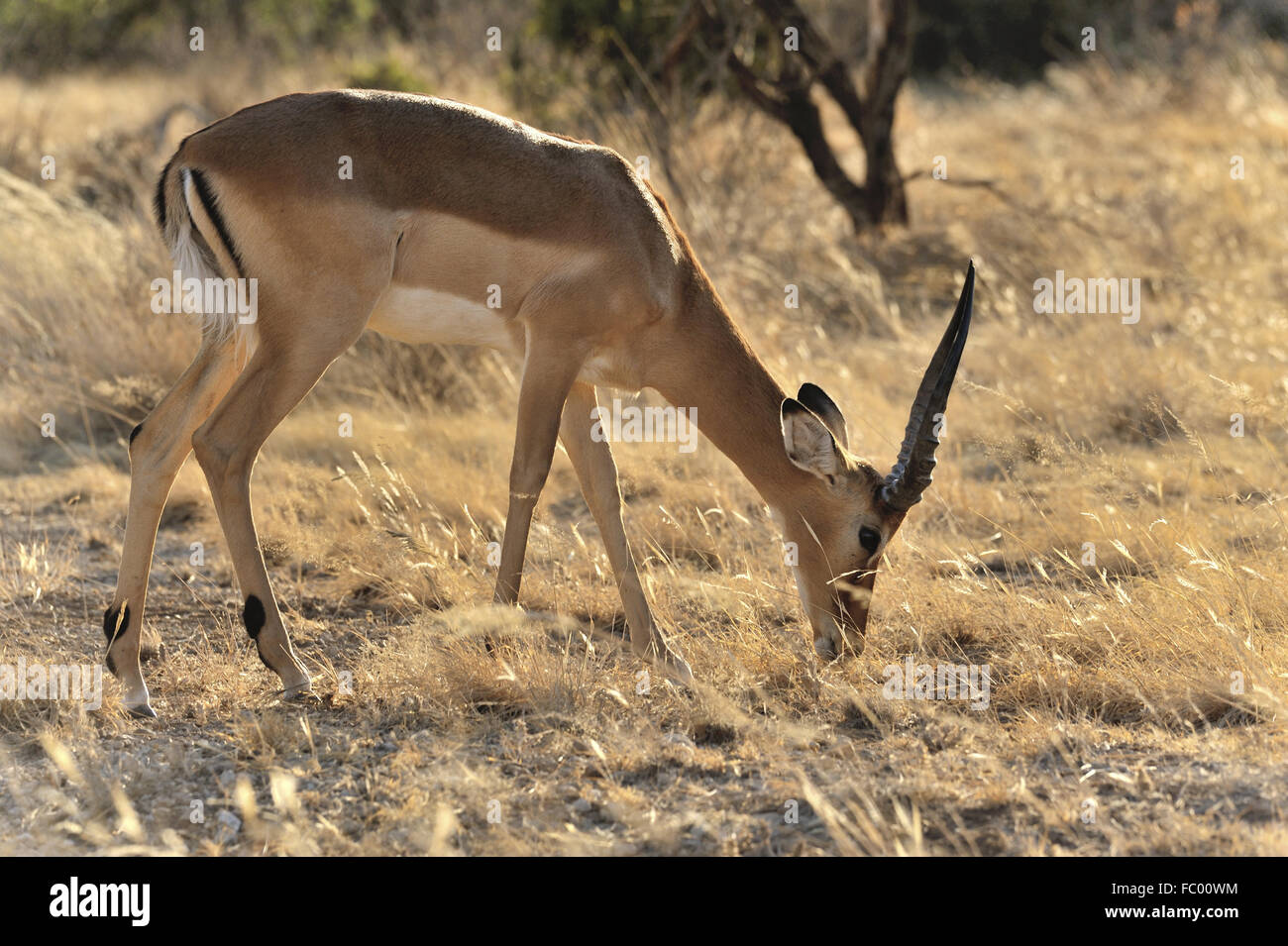 Impala Antelope in Kenya Stock Photo - Alamy