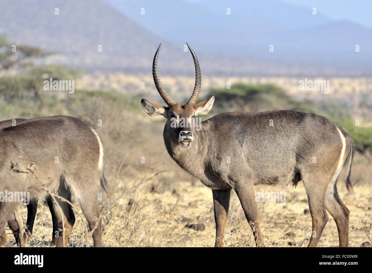 Waterbuck in rut, Kenya, Buffalo Stock Photo - Alamy