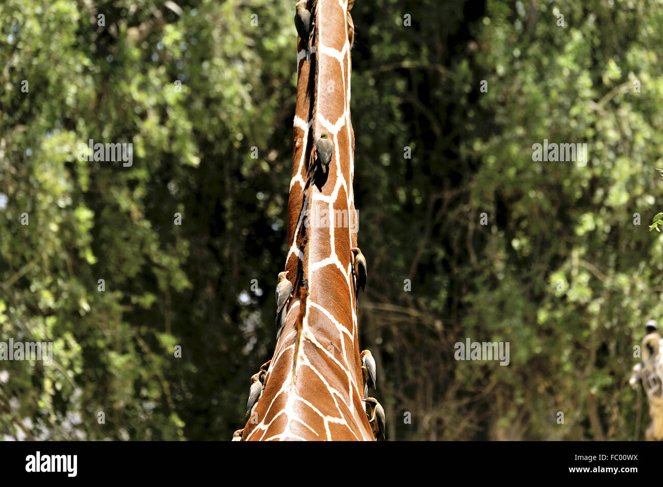 Oxpeckers climbing the neck of a Giraffe Stock Photo - Alamy