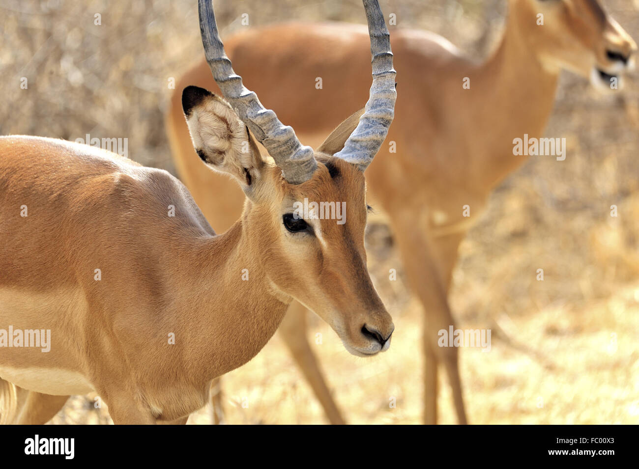 Portrait of an Impala Antelope, Africa Stock Photo - Alamy