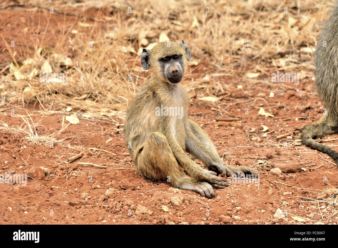 Yellow Baboon looks lost and bored Stock Photo - Alamy