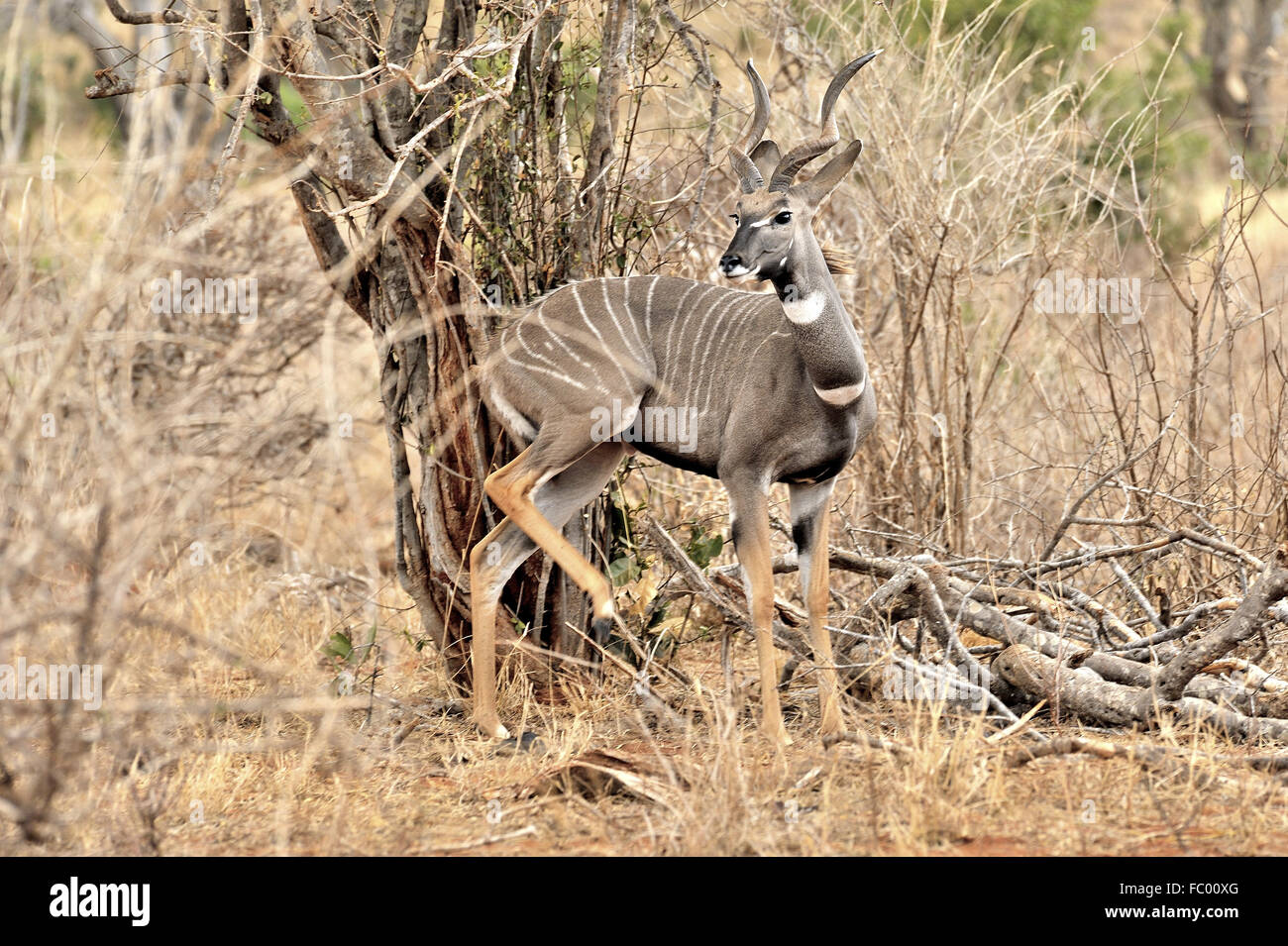 Lesser Kudu, Antelope Stock Photo - Alamy