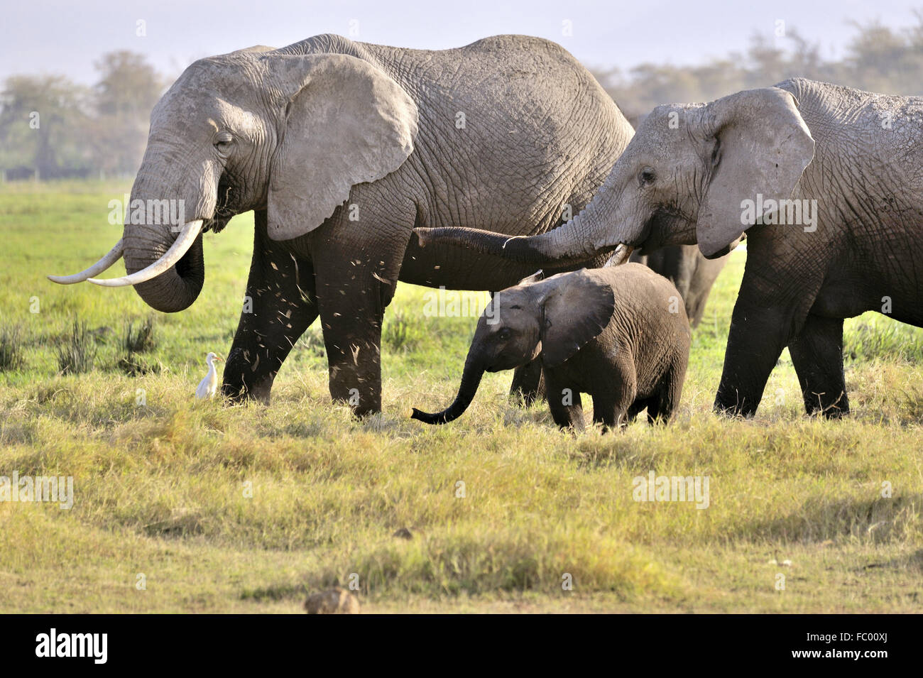 Elephants in amboseli hi-res stock photography and images - Alamy